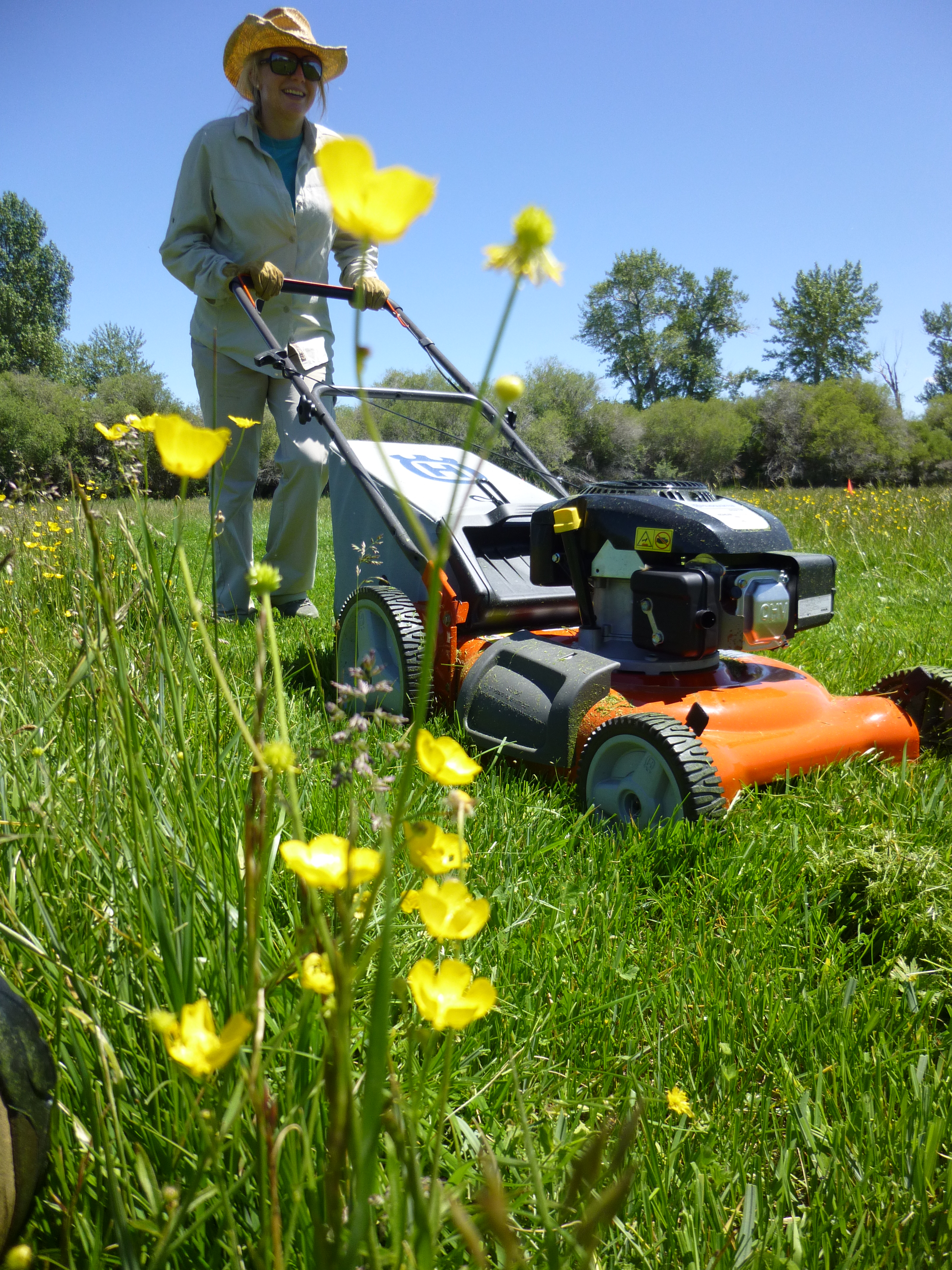 Monthly Weed Post, July 2023 - MSU Extension Invasive Plants | Montana ...