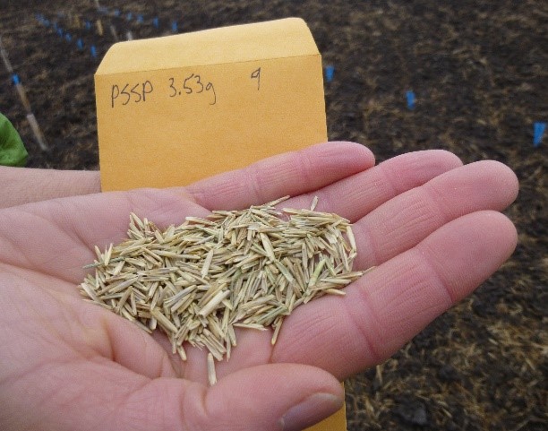 Monthly Weed Post, October 2024 - MSU Extension Invasive Plants ...